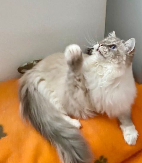 De Spelende Kat | Voor Kat en Co